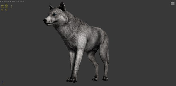 Realistic wolf 3D model - TurboSquid 1713911