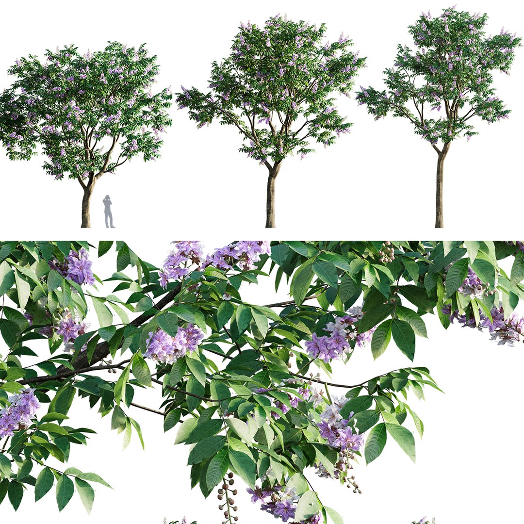 Lagerstroemia Speciosa 3D - TurboSquid 1778429
