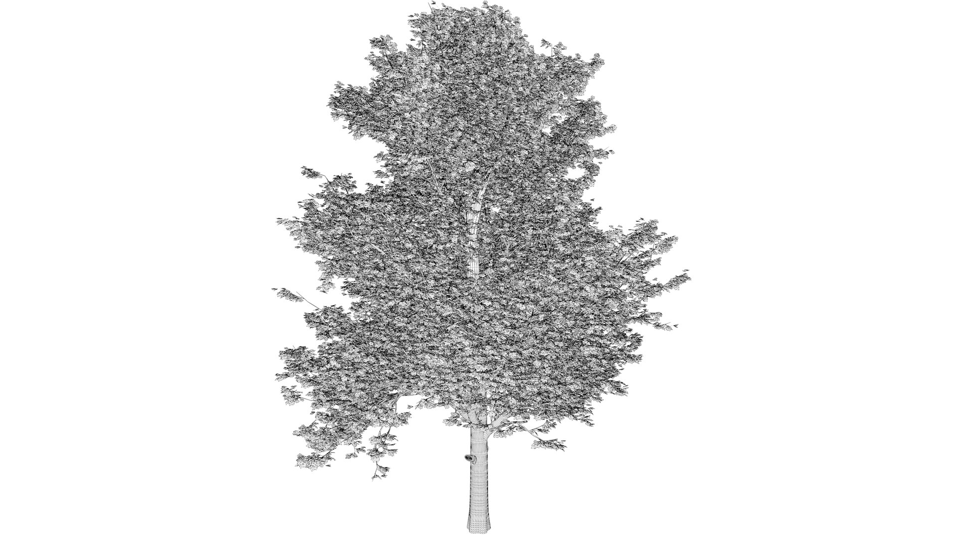 3D Red Maple Tree - 03 - Model - TurboSquid 2377725