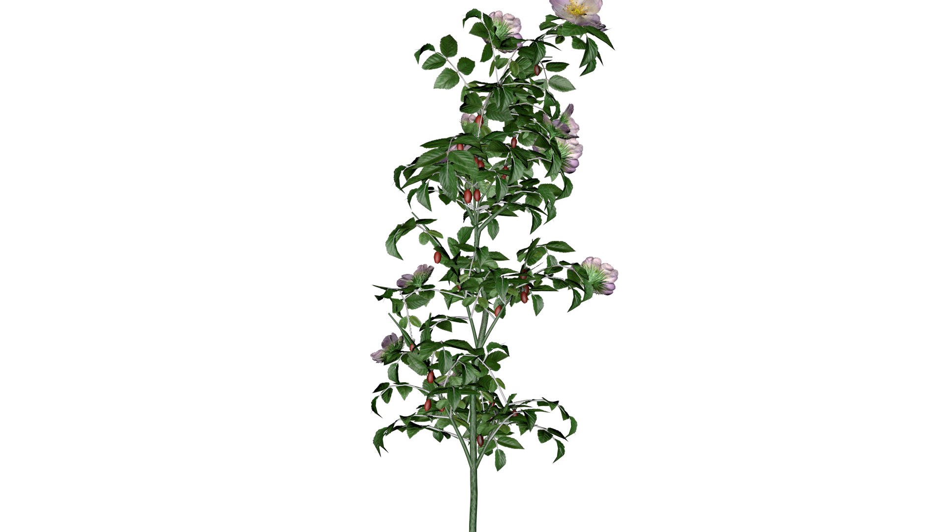 Dog Rose Plant - 10 - 3D Model - TurboSquid 2372700