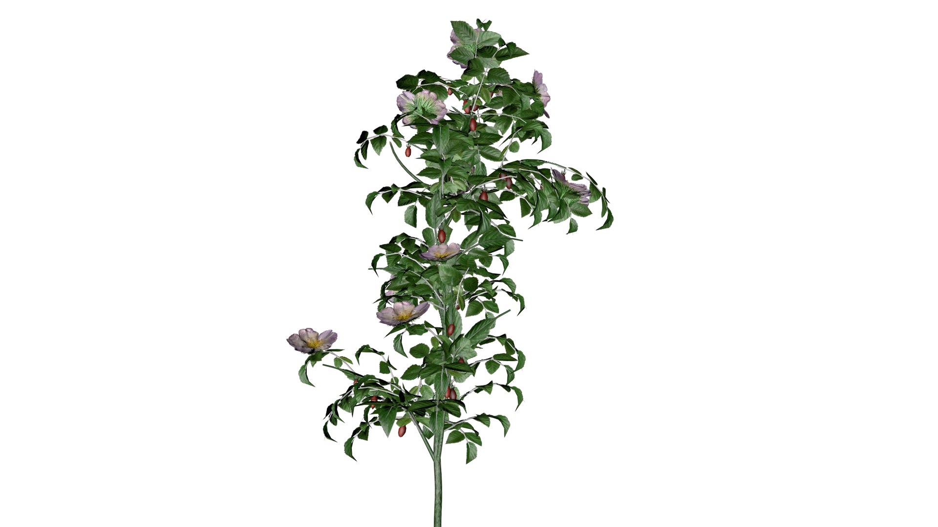 Dog Rose Plant - 10 - 3D Model - TurboSquid 2372700