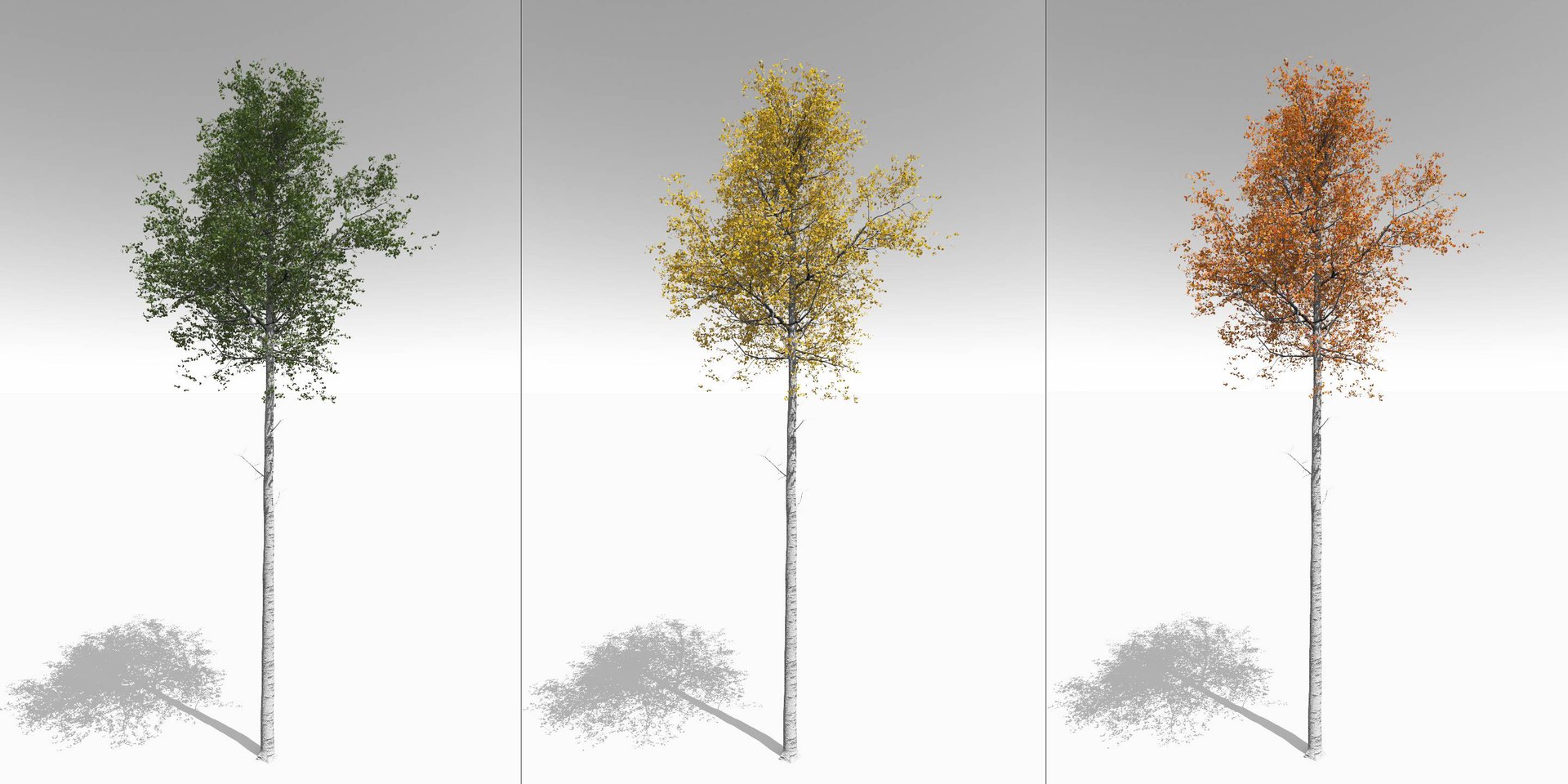 Quaking Aspen Tree Growth Model - TurboSquid 1578708