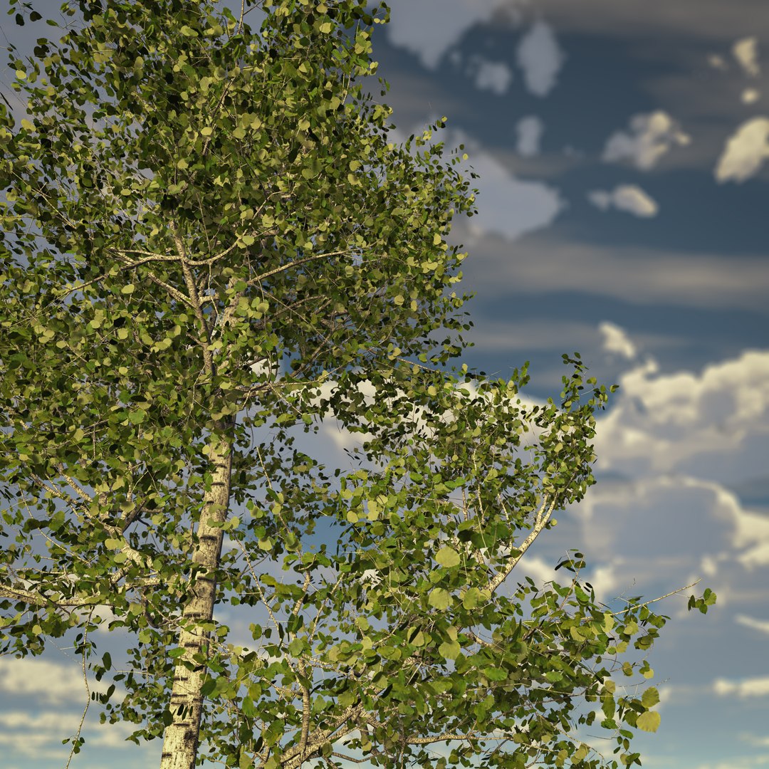 Quaking Aspen Tree Growth Model - TurboSquid 1578708