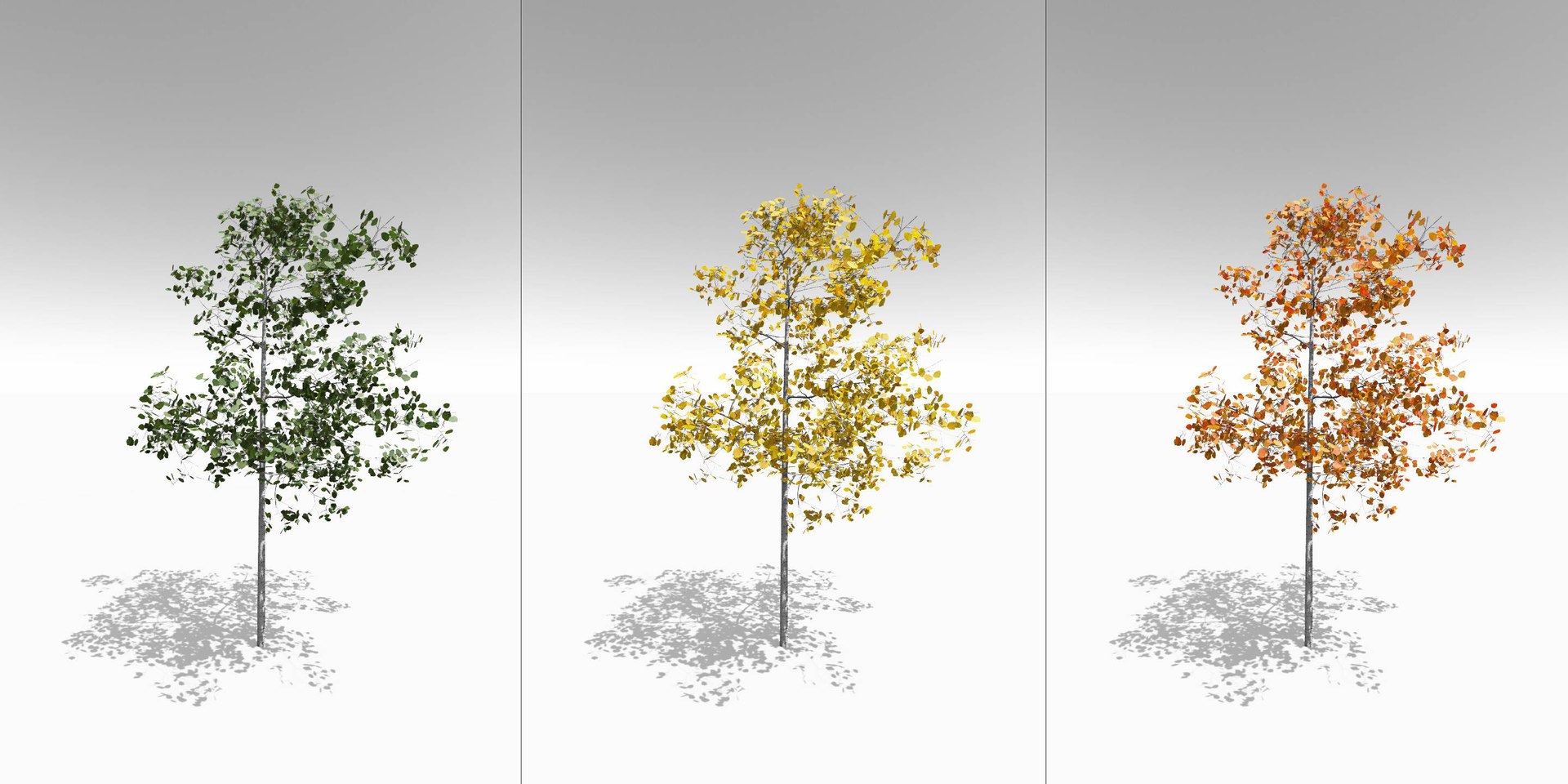 Quaking Aspen Tree Growth Model - TurboSquid 1578708
