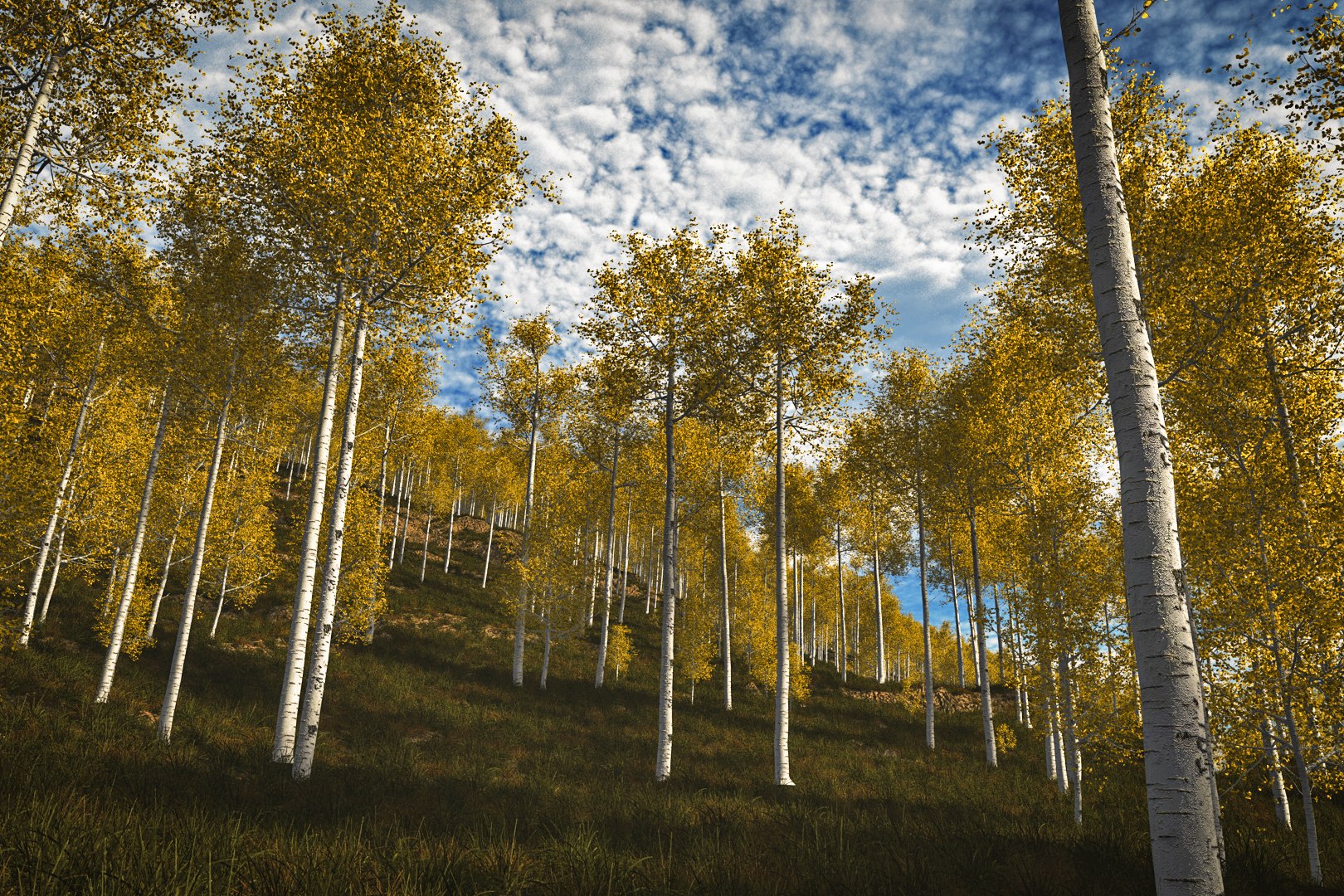 Quaking Aspen Tree Growth Model - TurboSquid 1578708