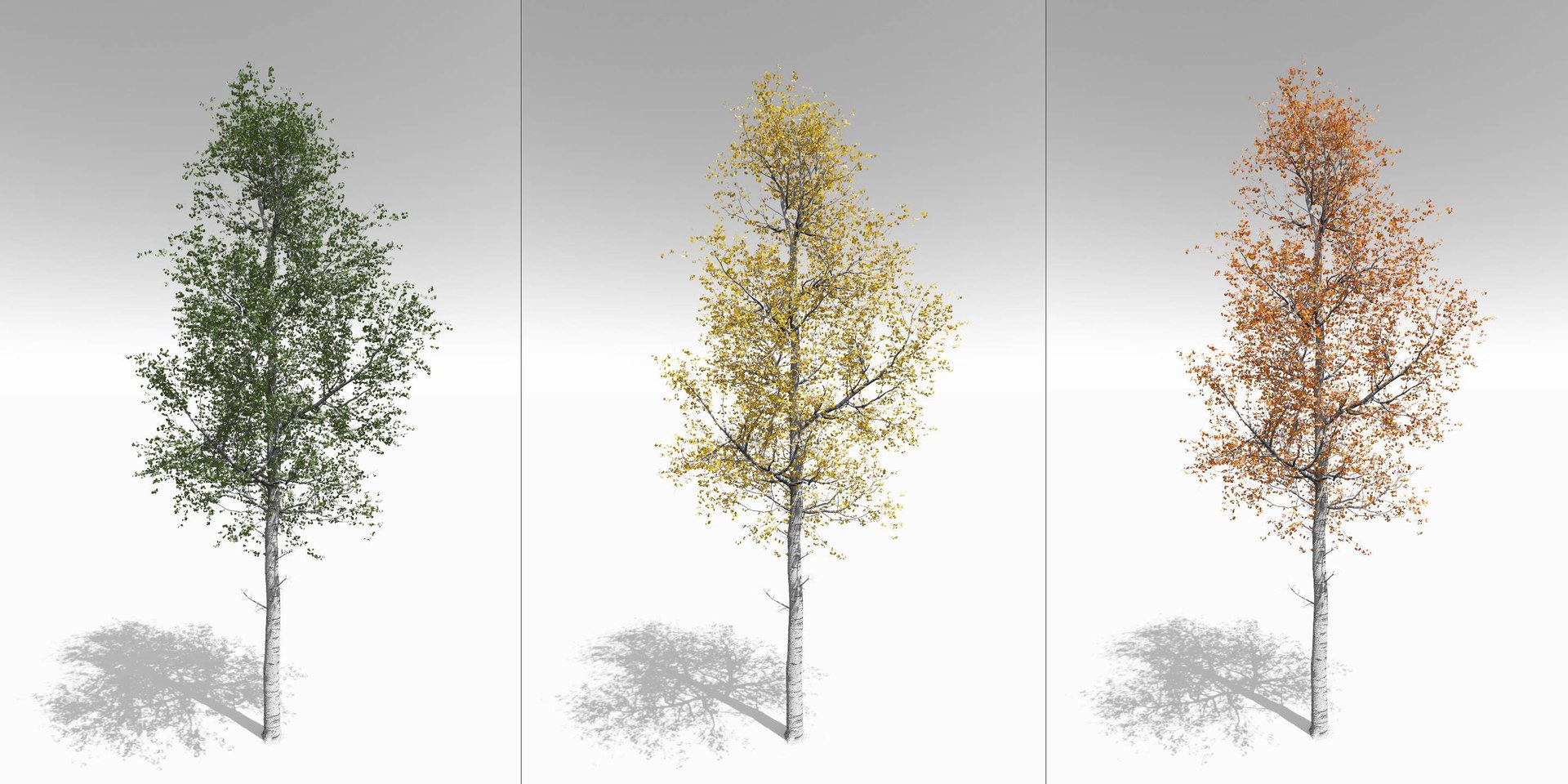 Quaking Aspen Tree Growth Model - TurboSquid 1578708
