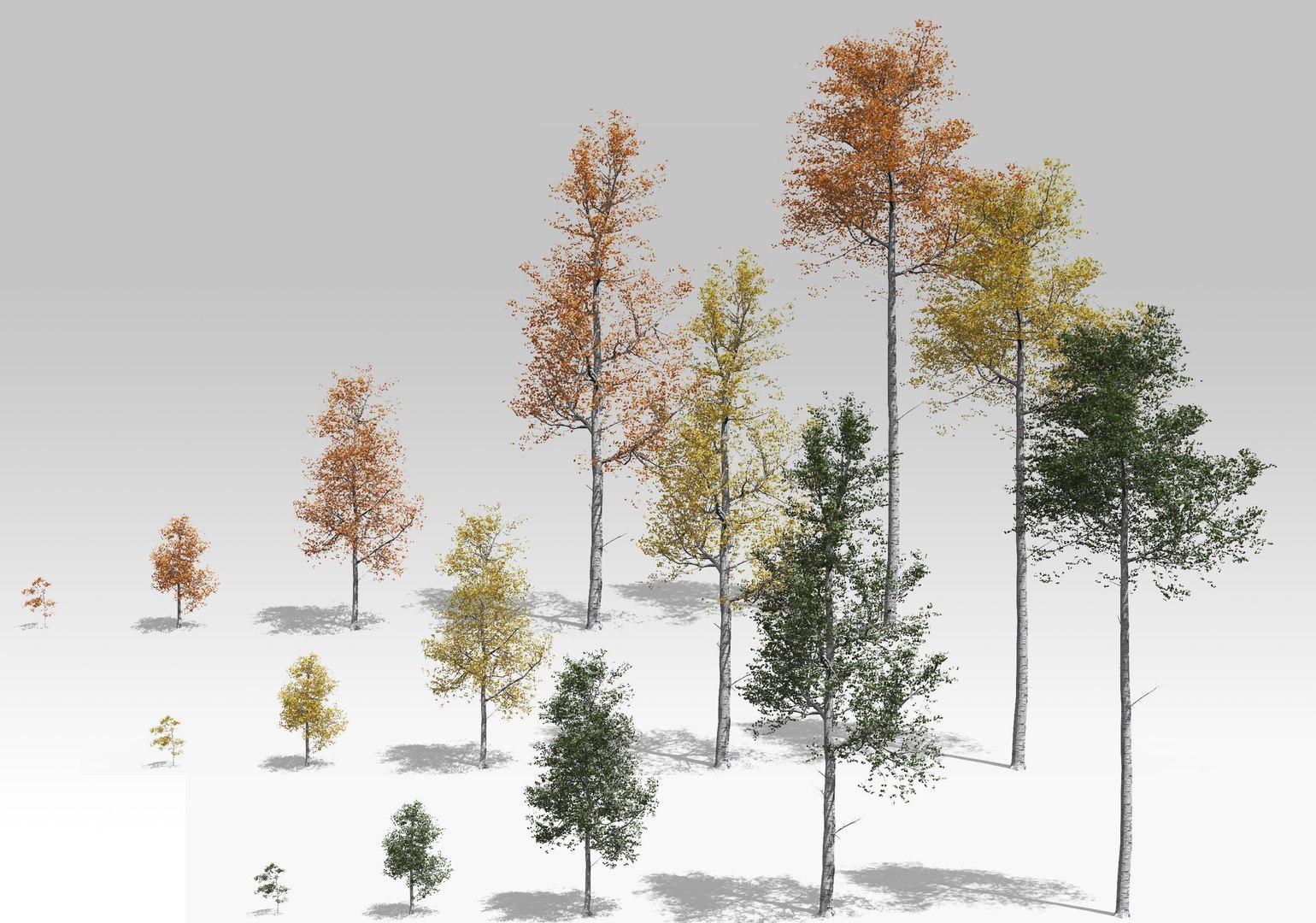 Quaking Aspen Tree Growth Model - TurboSquid 1578708