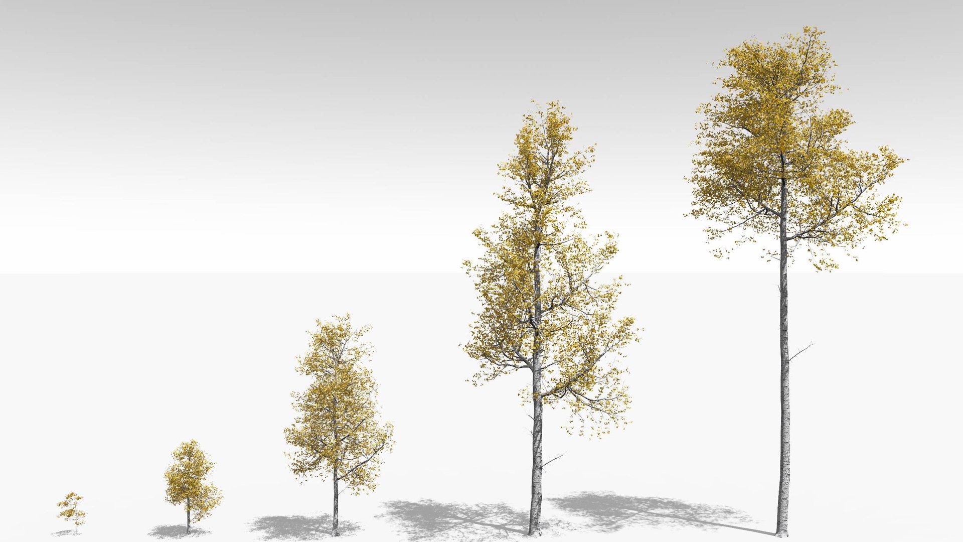 Quaking Aspen Tree Growth Model - TurboSquid 1578708