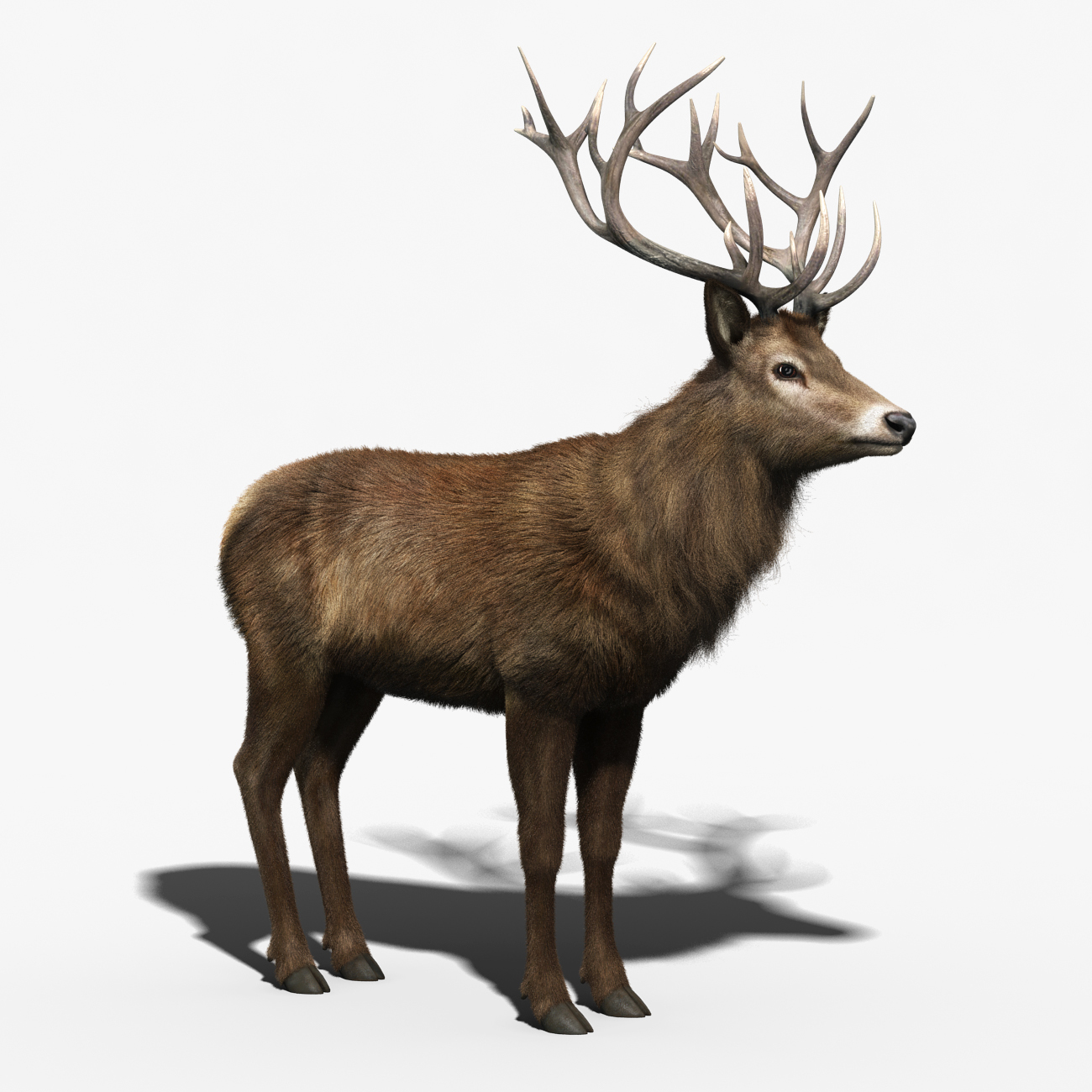 red deer stag fur 3d max