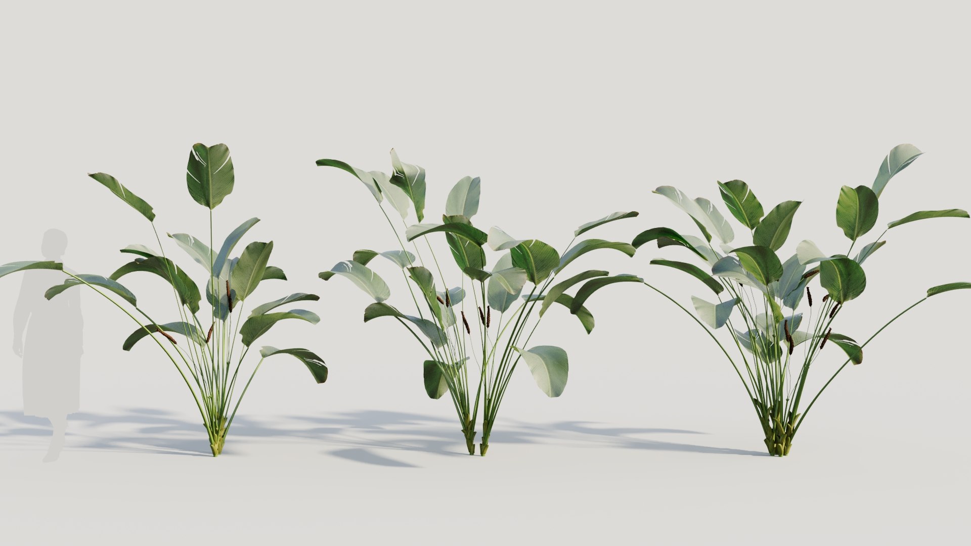 3D Calathea Lutea B - TurboSquid 2178258