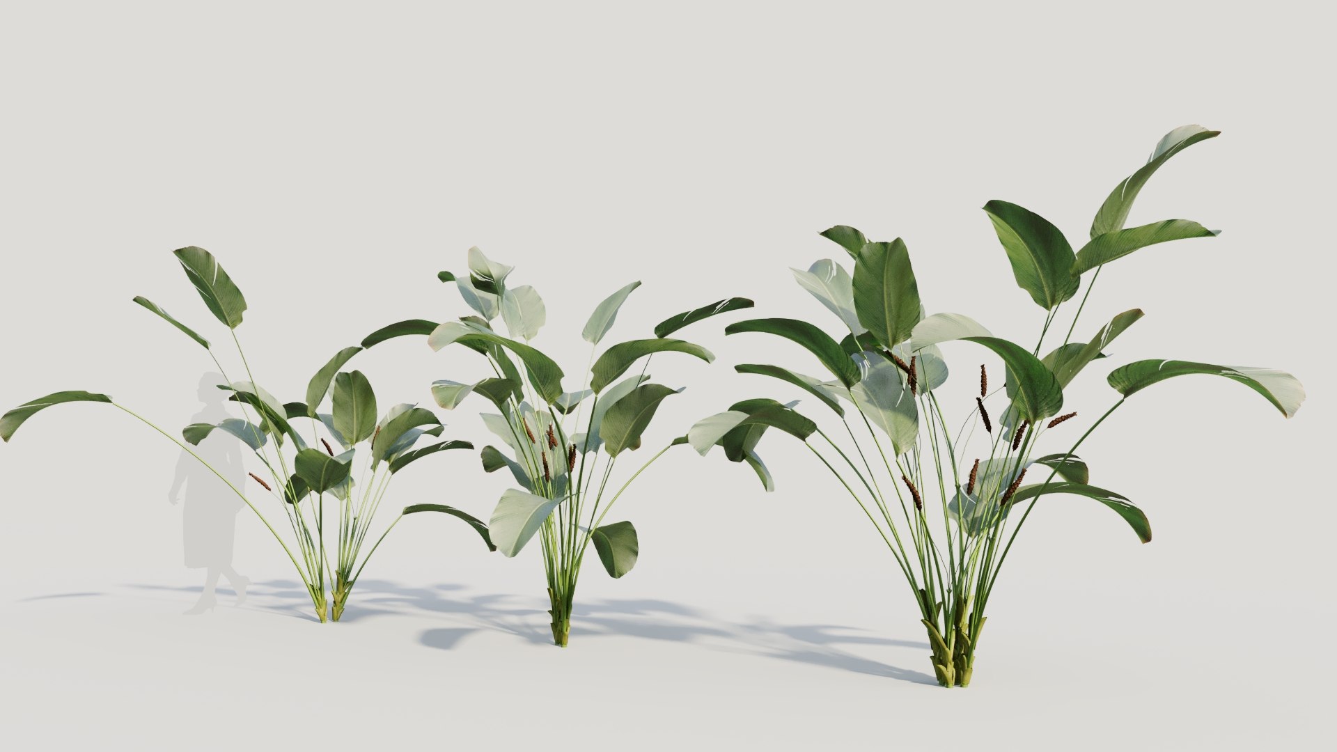 3D Calathea Lutea B - TurboSquid 2178258