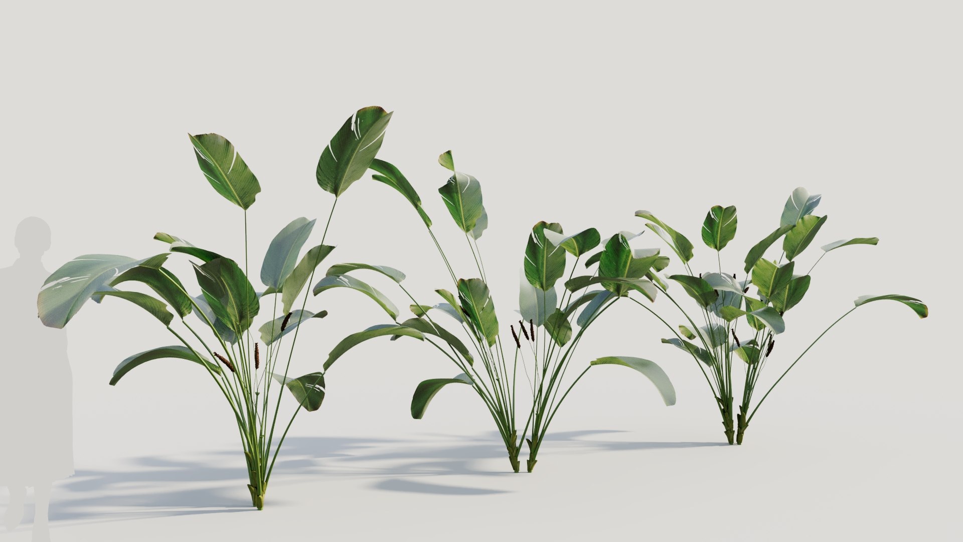 3D Calathea Lutea B - TurboSquid 2178258