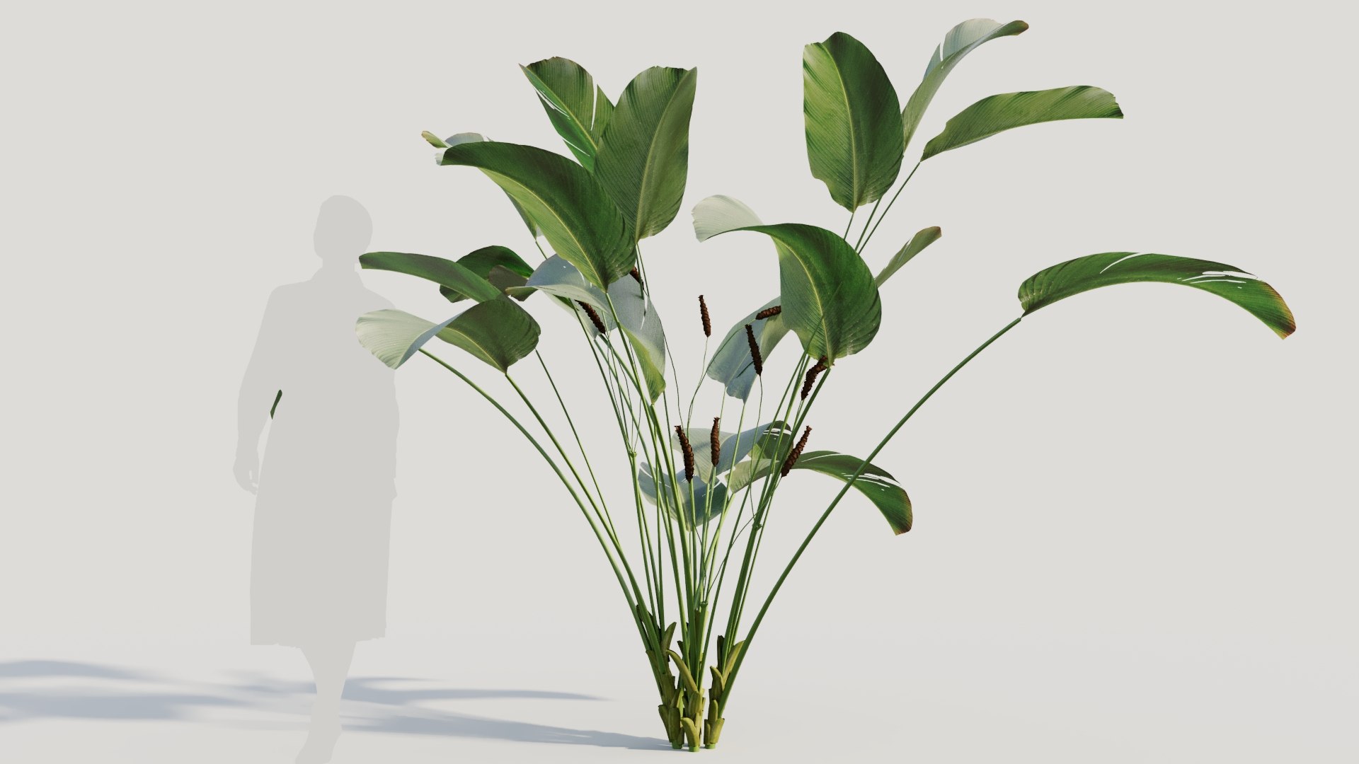 3D Calathea Lutea B - TurboSquid 2178258