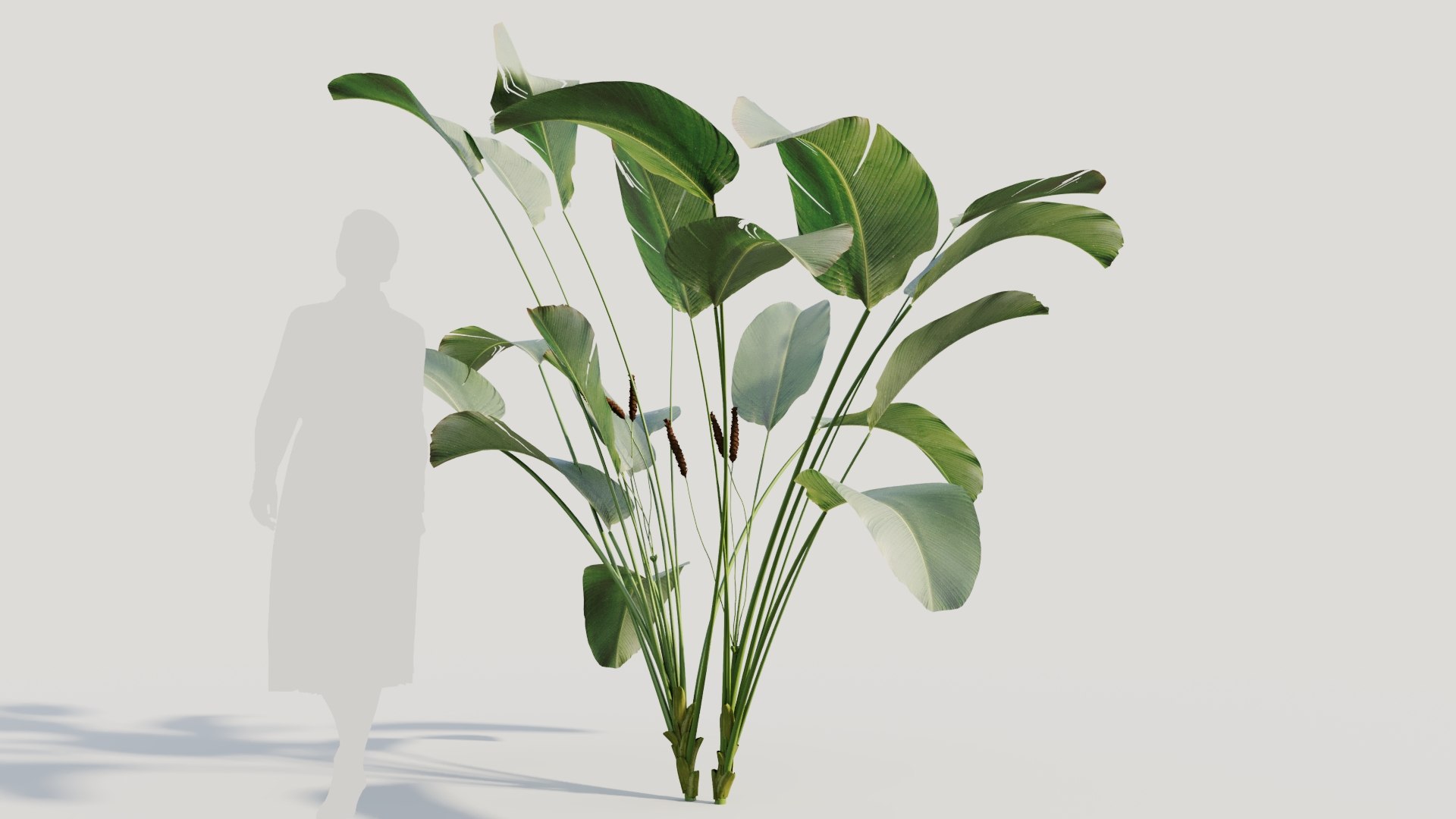 3D Calathea Lutea B - TurboSquid 2178258