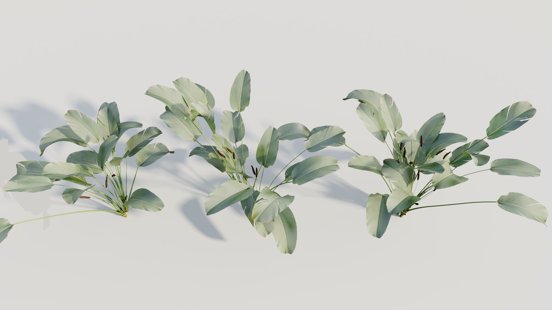 3D Calathea Lutea B - TurboSquid 2178258
