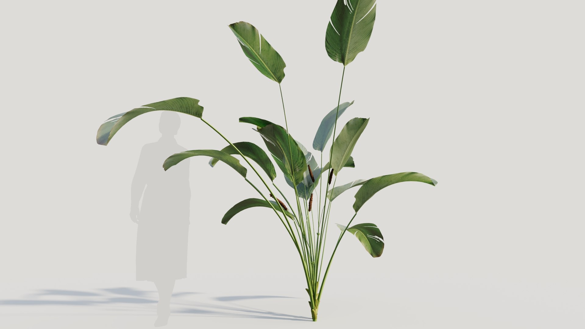 3D Calathea Lutea B - TurboSquid 2178258