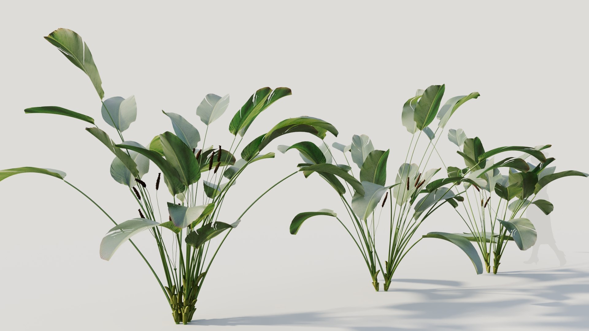 3D Calathea Lutea B - TurboSquid 2178258