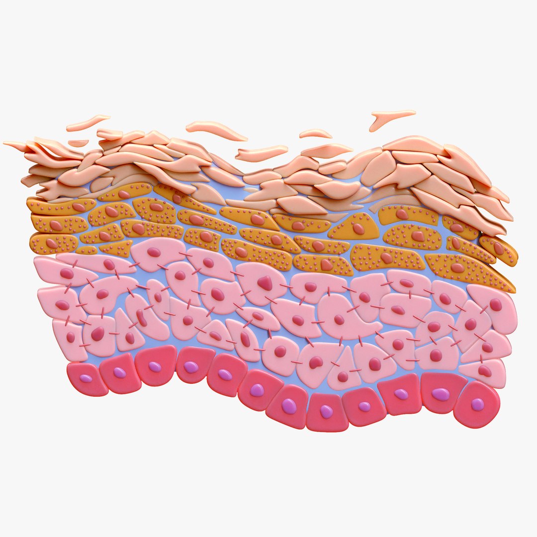 3D Epidermis Cross Section Model - TurboSquid 2009225