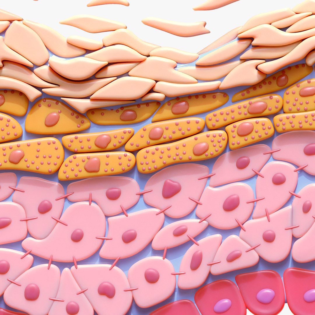 3D Epidermis Cross Section Model - TurboSquid 2009225