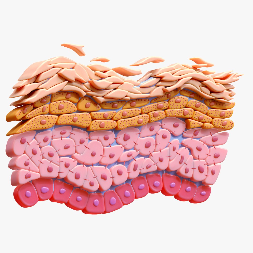 3D Epidermis Cross Section Model - TurboSquid 2009225