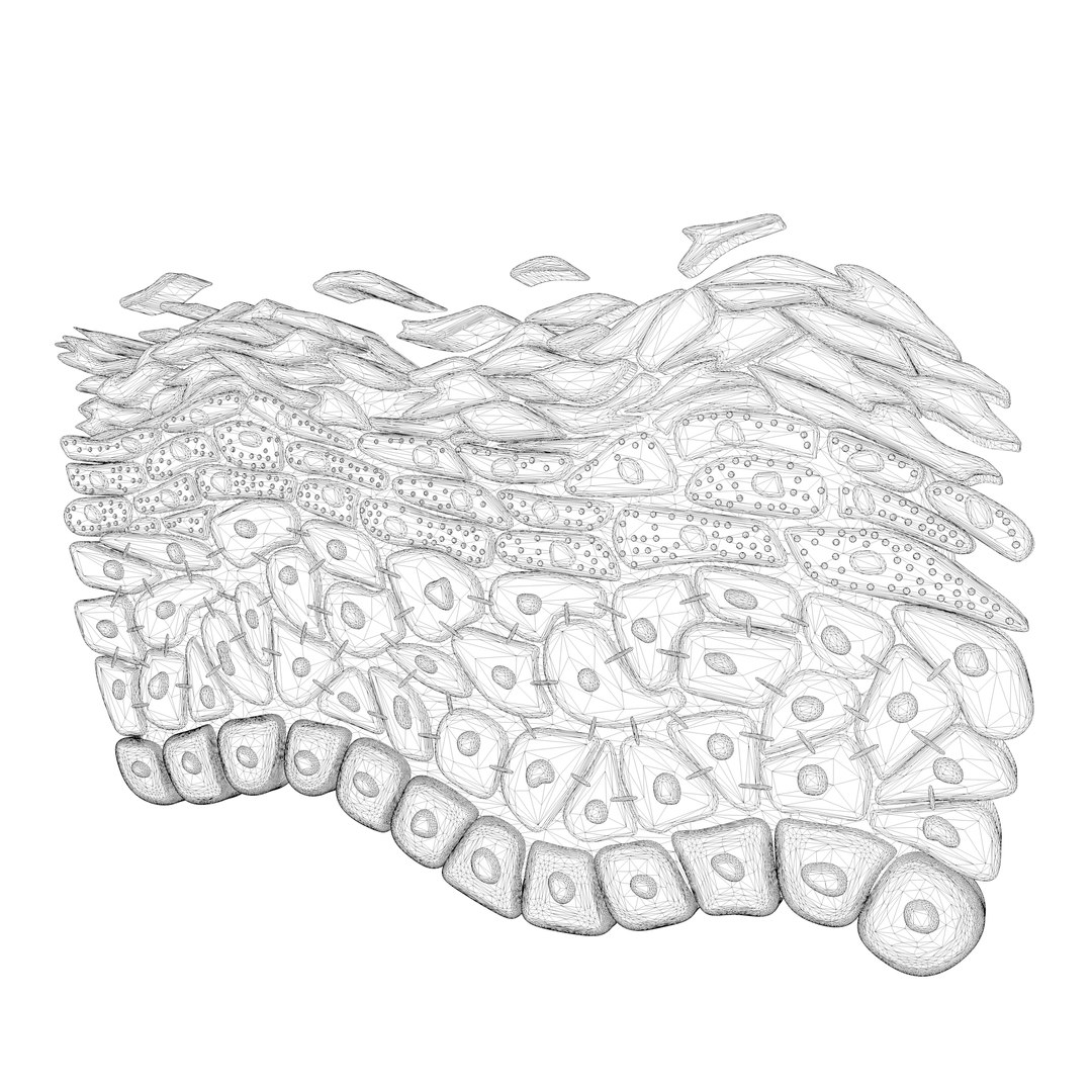 3D Epidermis Cross Section Model - TurboSquid 2009225