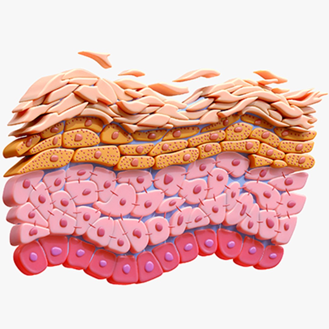 3D Epidermis Cross Section Model - TurboSquid 2009225