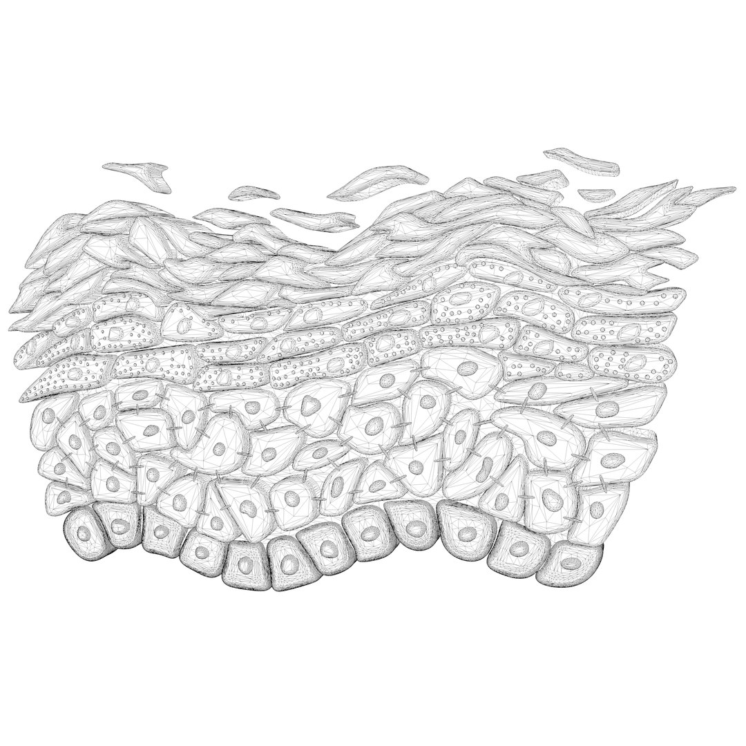 3D Epidermis Cross Section Model - TurboSquid 2009225