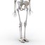 3d Model Human Female Skeleton Rigged