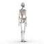 3d Model Human Female Skeleton Rigged
