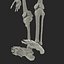 3d Model Human Female Skeleton Rigged