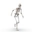 3d Model Human Female Skeleton Rigged