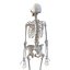 3d model human female skeleton rigged