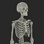 3d Model Human Female Skeleton Rigged