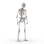 3d Model Human Female Skeleton Rigged