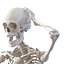 3d Model Human Female Skeleton Rigged