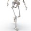 3d Model Human Female Skeleton Rigged