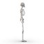 3d Model Human Female Skeleton Rigged