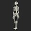 3d Model Human Female Skeleton Rigged