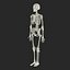 3d Model Human Female Skeleton Rigged