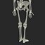 3d Model Human Female Skeleton Rigged