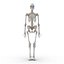 3d Model Human Female Skeleton Rigged
