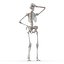3d Model Human Female Skeleton Rigged