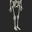 3d Model Human Female Skeleton Rigged