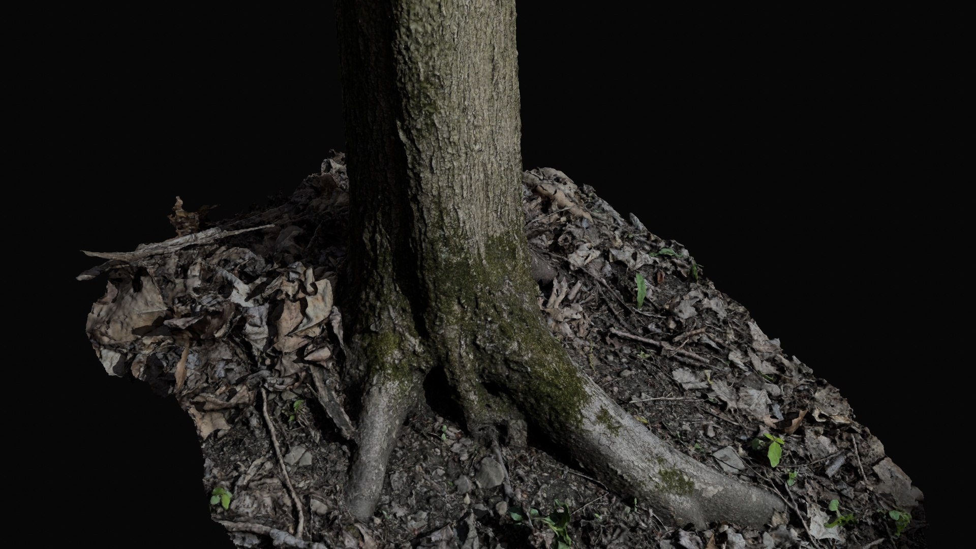 3D Tree Root In The Ground Model - TurboSquid 2063400