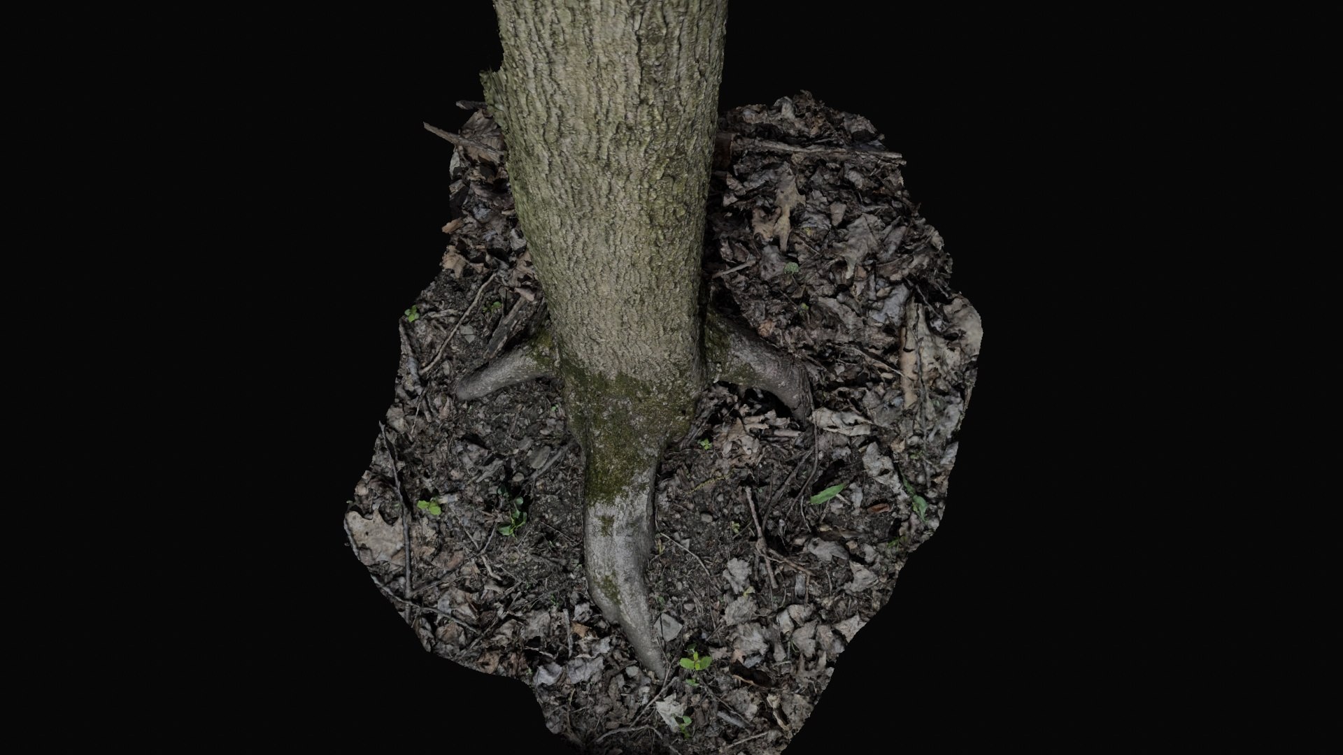 3D Tree Root In The Ground Model - TurboSquid 2063400