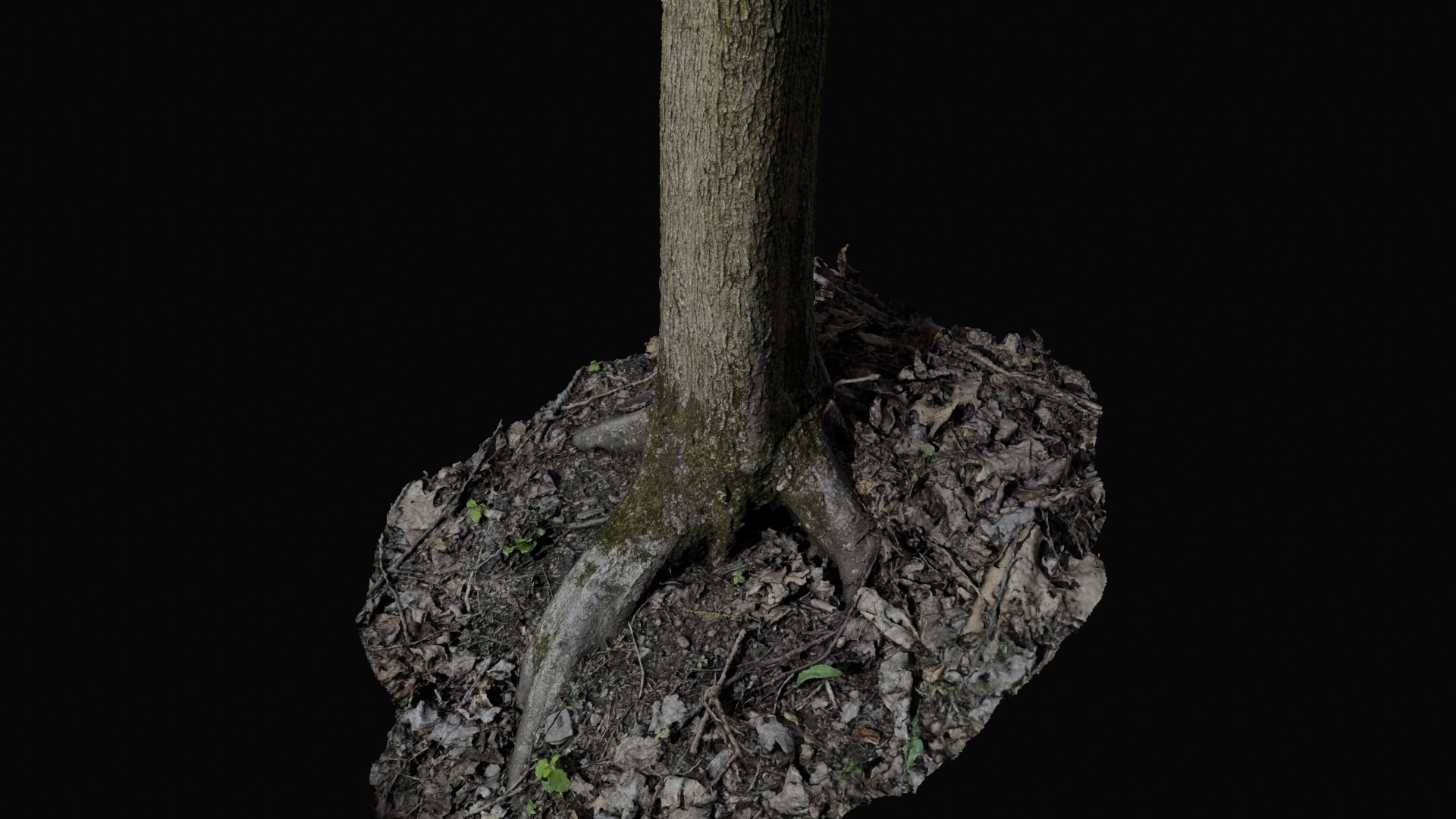 3D Tree Root In The Ground Model - TurboSquid 2063400