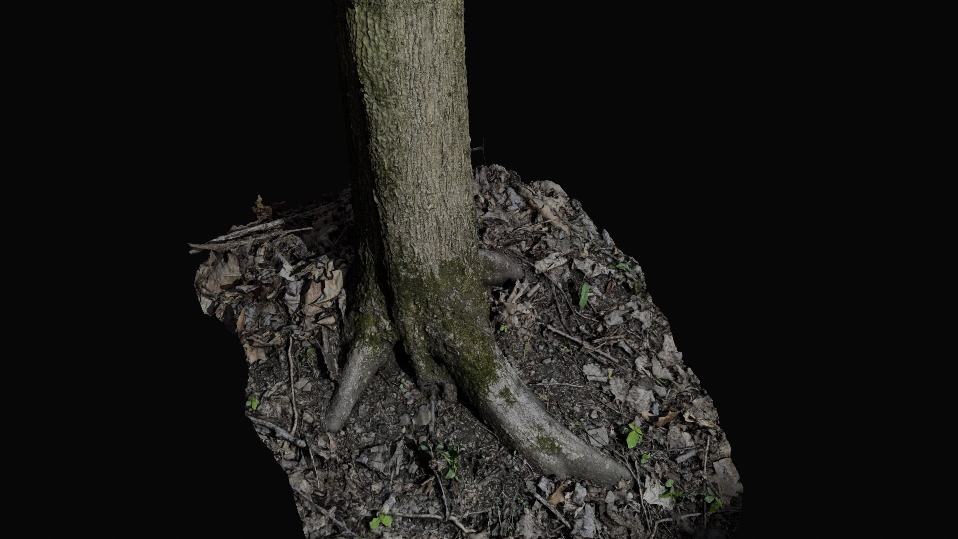 3D Tree Root In The Ground Model - TurboSquid 2063400