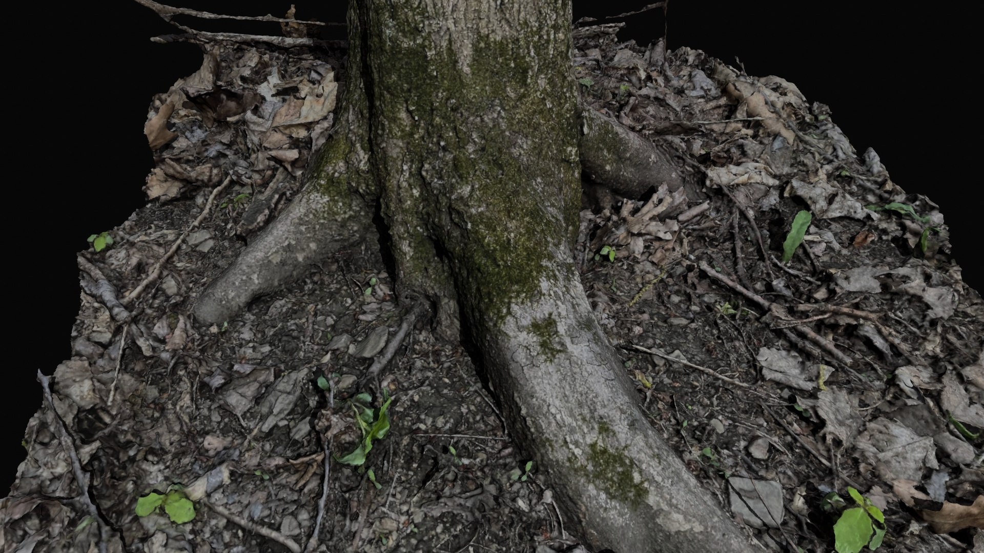 3D Tree Root In The Ground Model - TurboSquid 2063400