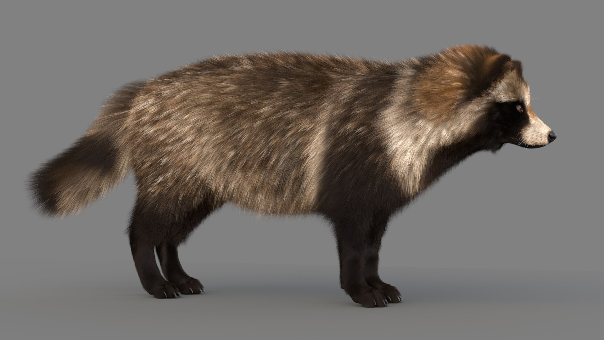 Raccoon Dog Tanuki 3D Model - TurboSquid 2000606