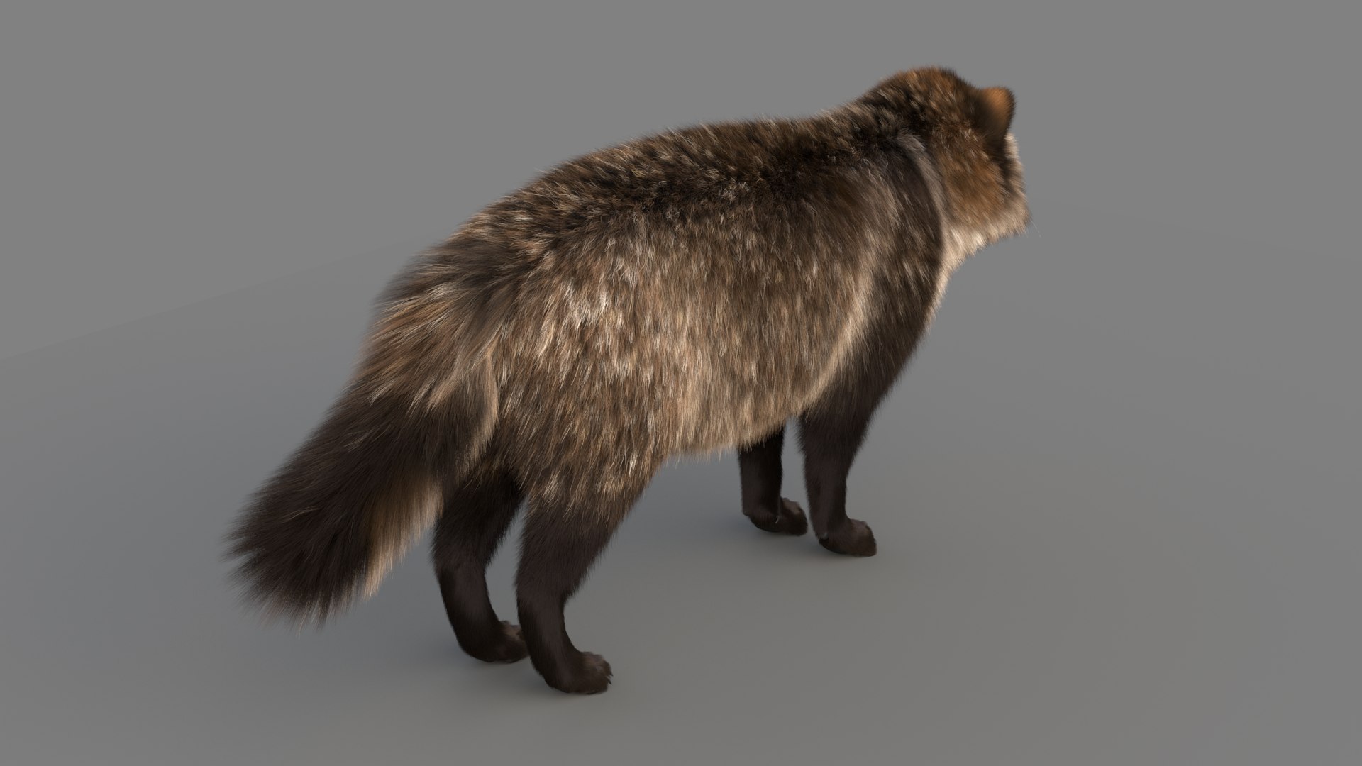 Raccoon Dog Tanuki 3D Model - TurboSquid 2000606